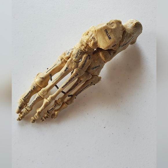 Other | Anatomy Teaching Prop Foot Bones Labeled | Poshmark